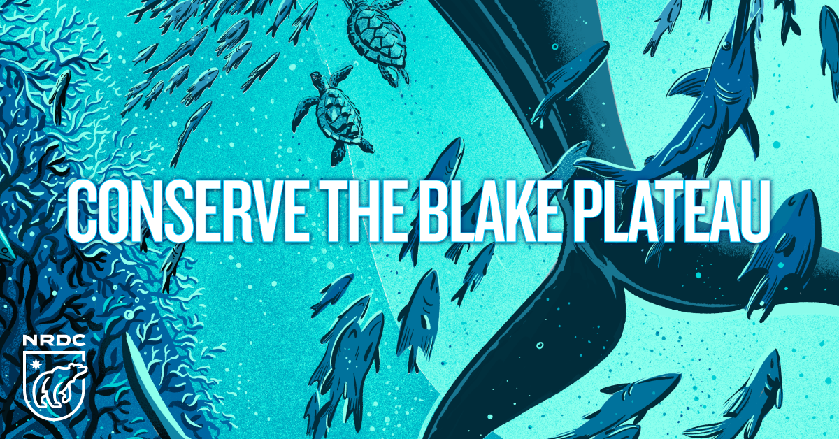 Conserve the Blake Plateau